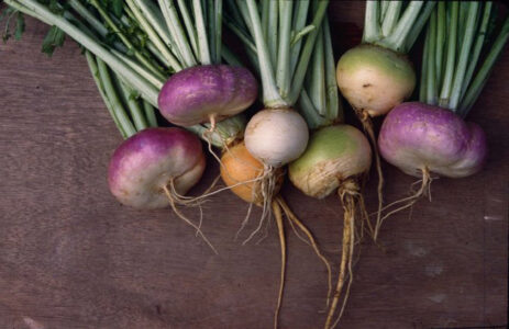 Heirloom Turnip Varieties – Mother Earth News